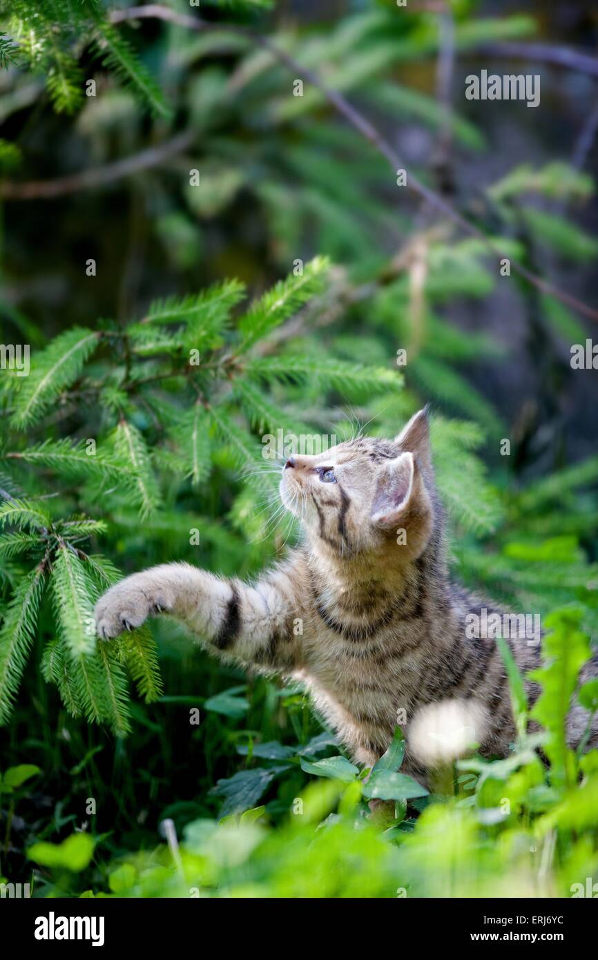 Wildcat predator game predator predators hi-res stock photography and ...