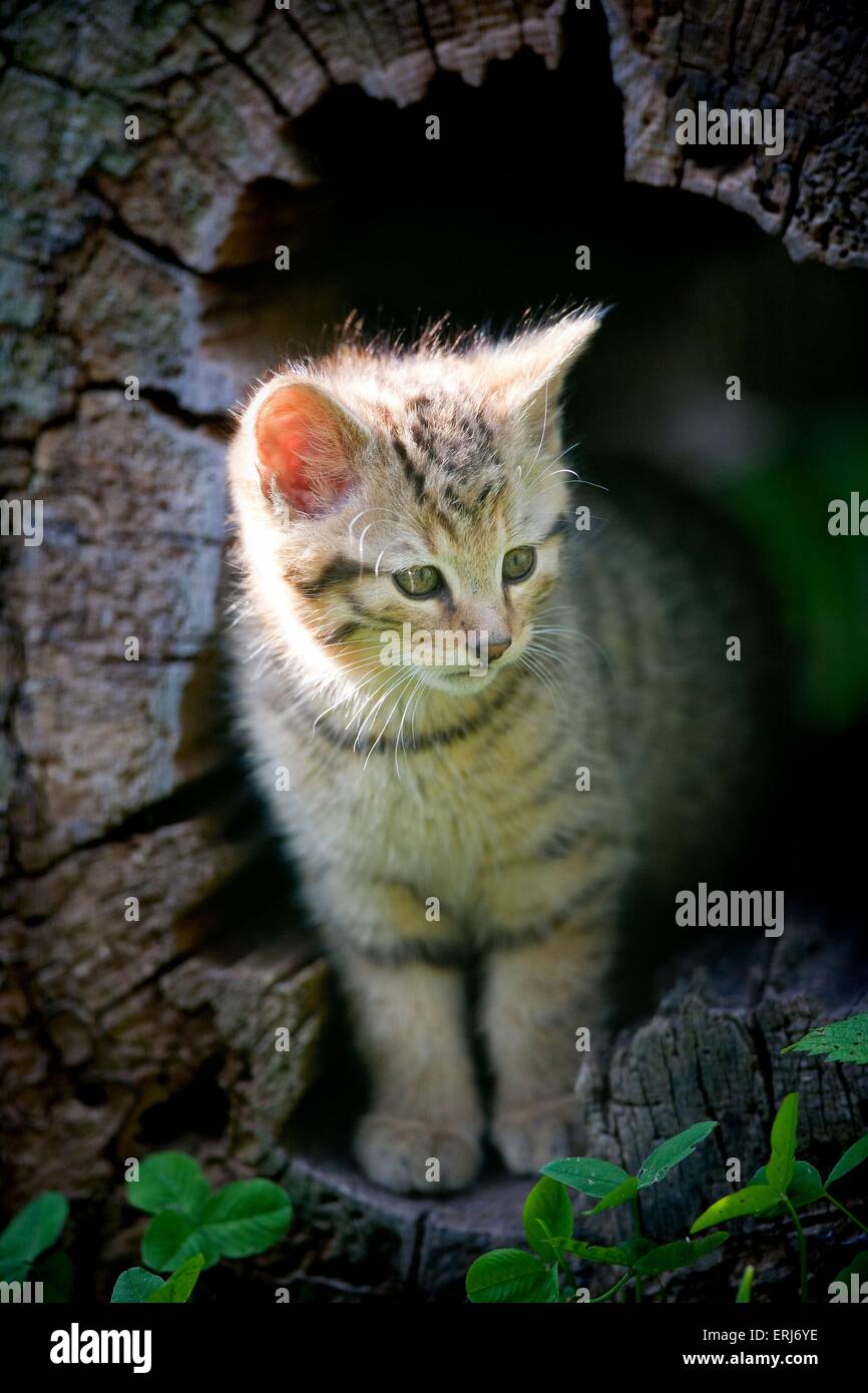 Young_wildcat hi-res stock photography and images - Alamy