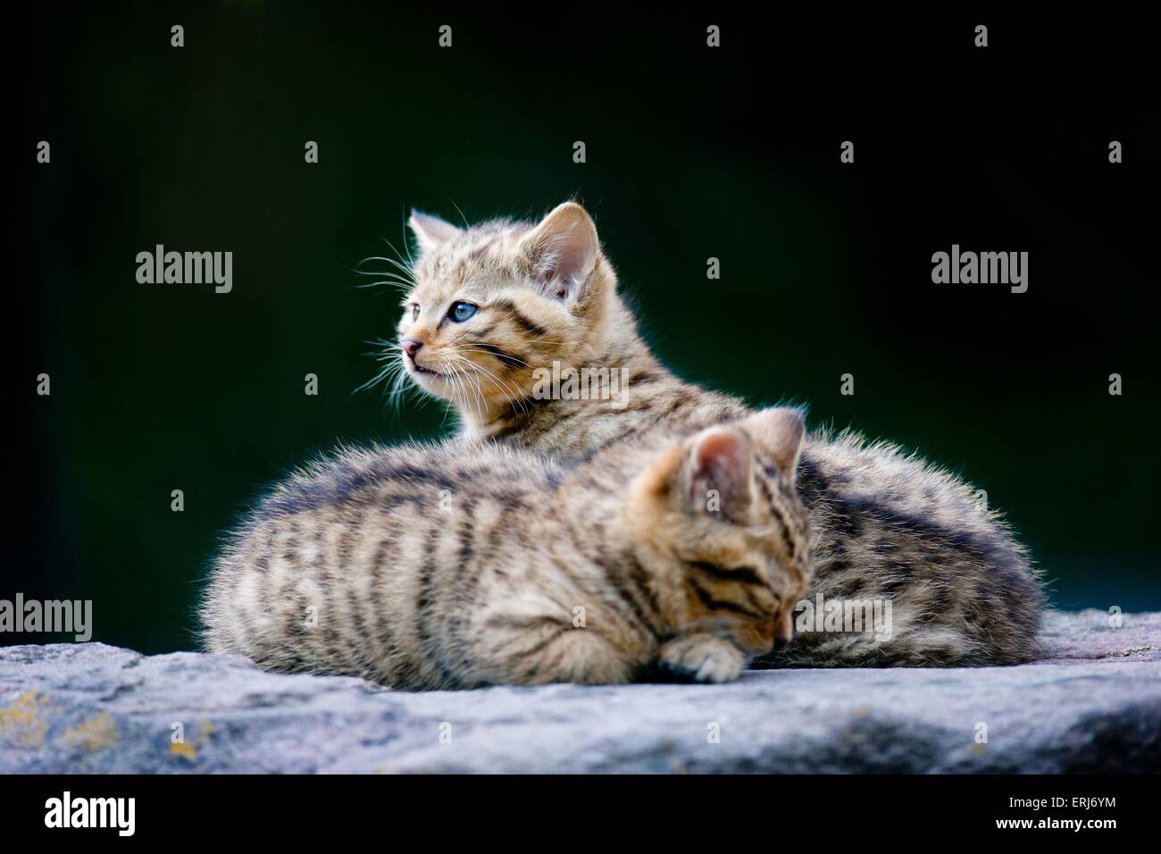 Young wildcats hi-res stock photography and images - Alamy