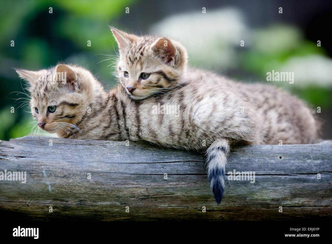 Young wildcats hi-res stock photography and images - Alamy