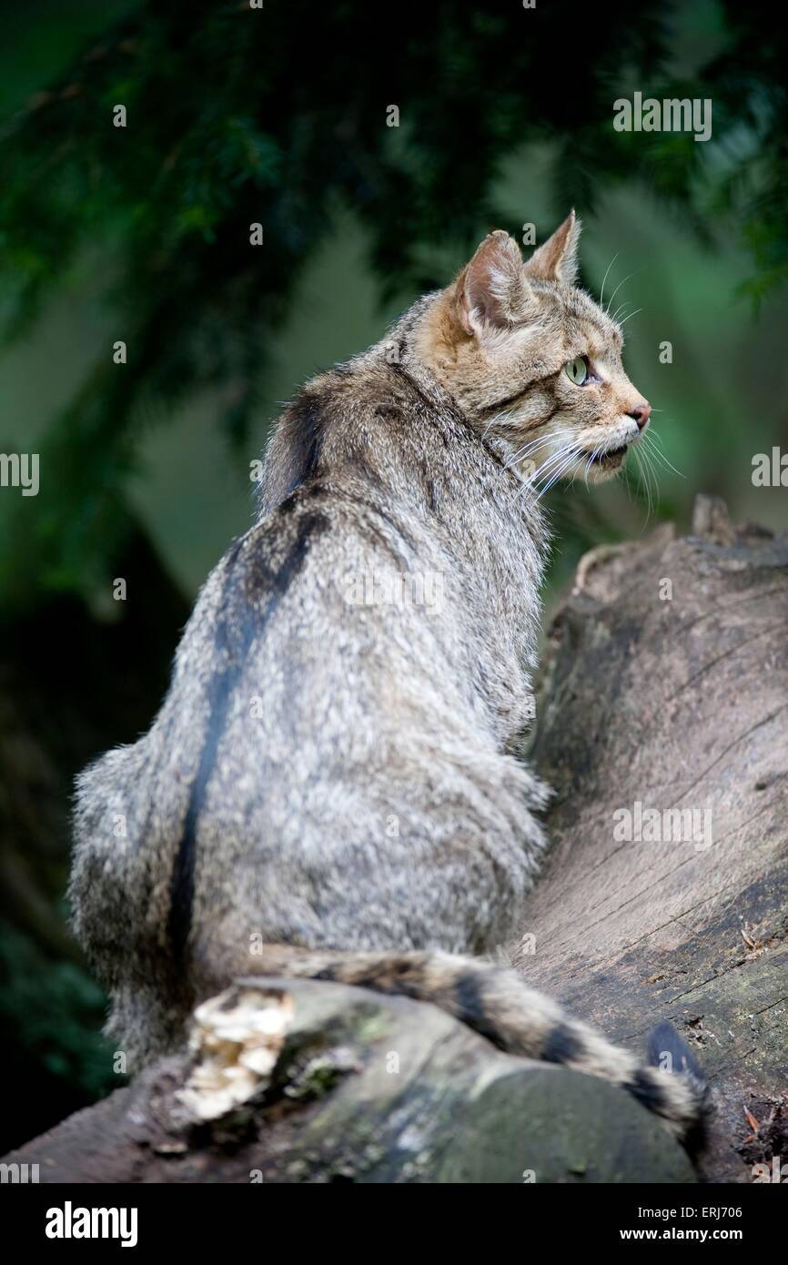 Wildcat tree hi-res stock photography and images - Alamy