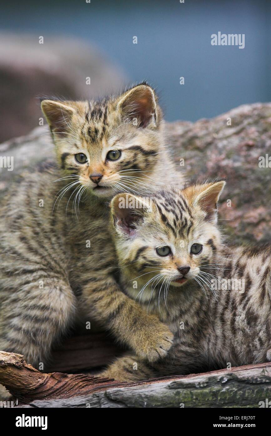 Wildcats Stock Photos & Wildcats Stock Images - Alamy