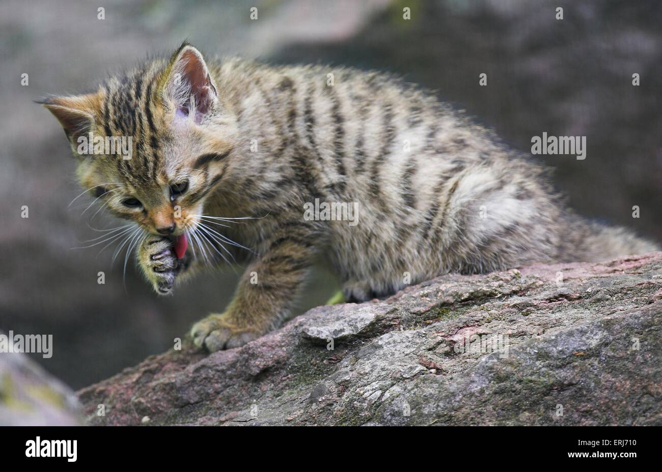 Wildcats paw hi-res stock photography and images - Alamy