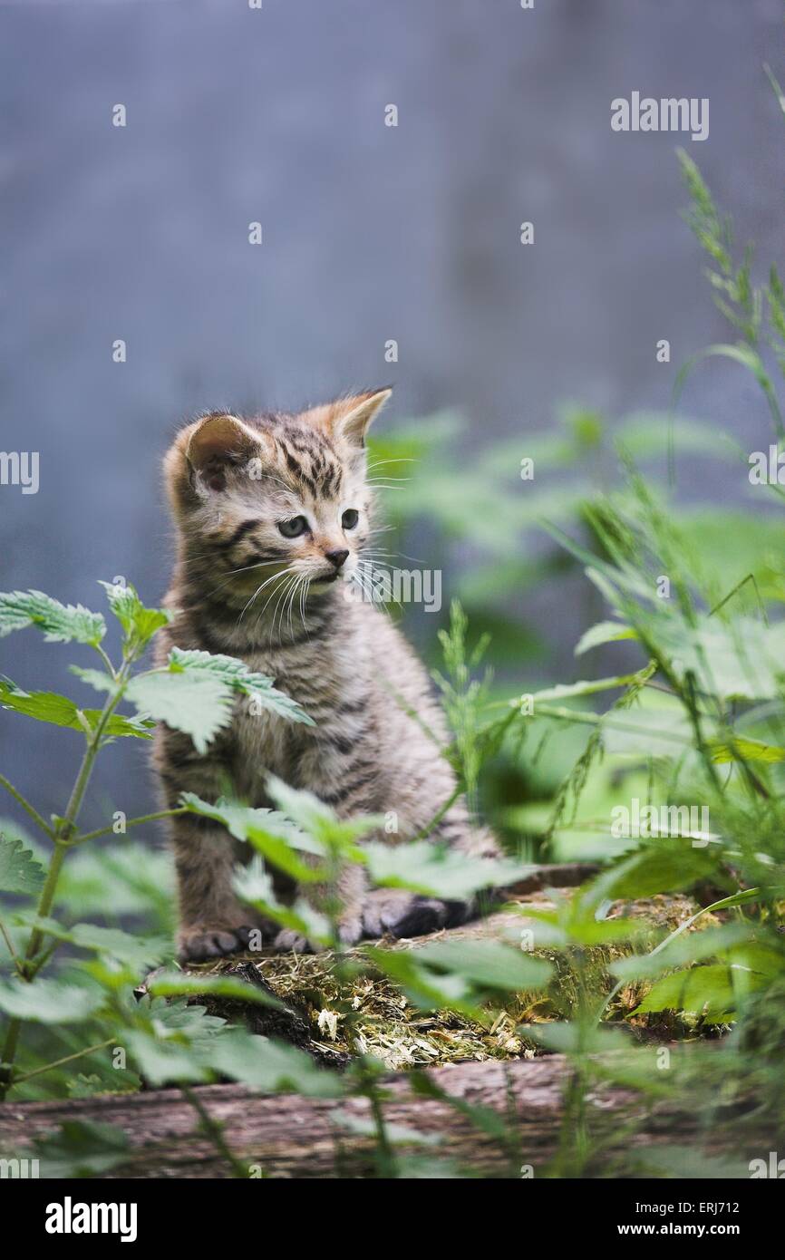 Young_wildcat hi-res stock photography and images - Alamy