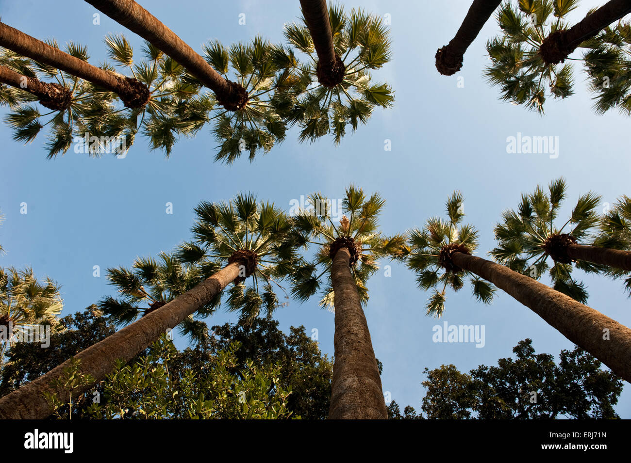 Palm Trees Botanical Gardens of Athens Stock Photo - Alamy