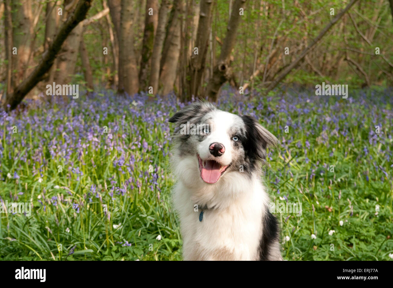 Blue Merle Border Collie Stock Photo - Alamy