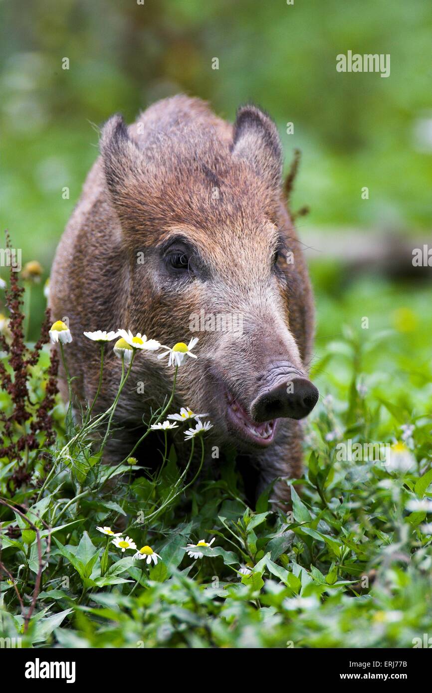 Boar hogs hi-res stock photography and images - Alamy