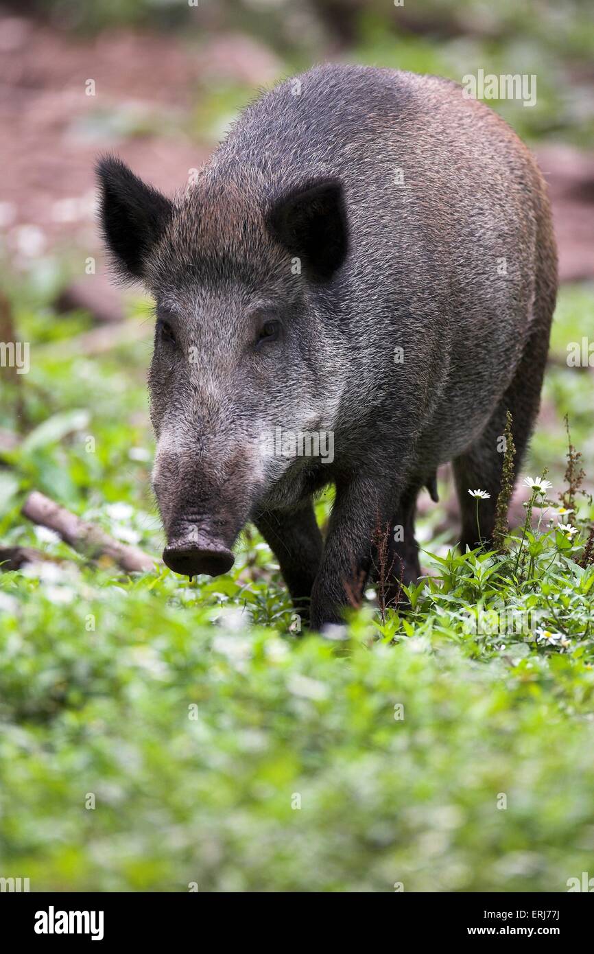 Boar walk hi-res stock photography and images - Alamy