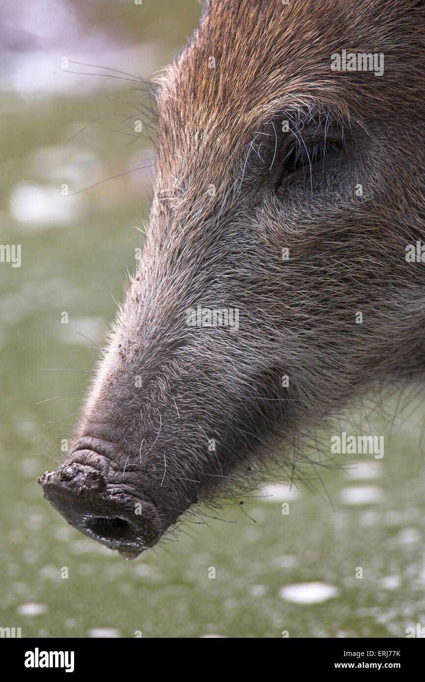 Shot wild boar hi-res stock photography and images - Alamy