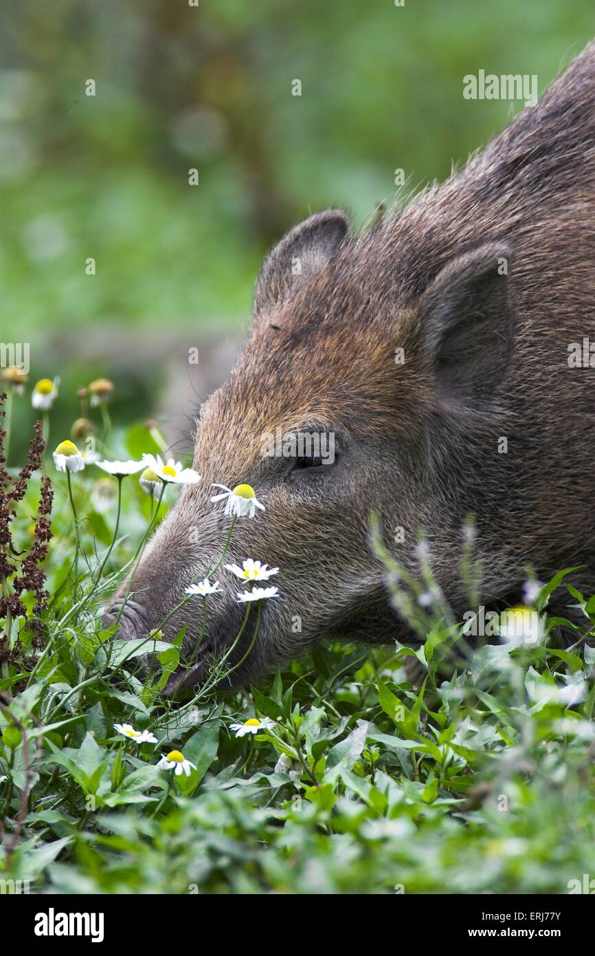 Side profile wild boar sus hi-res stock photography and images - Alamy