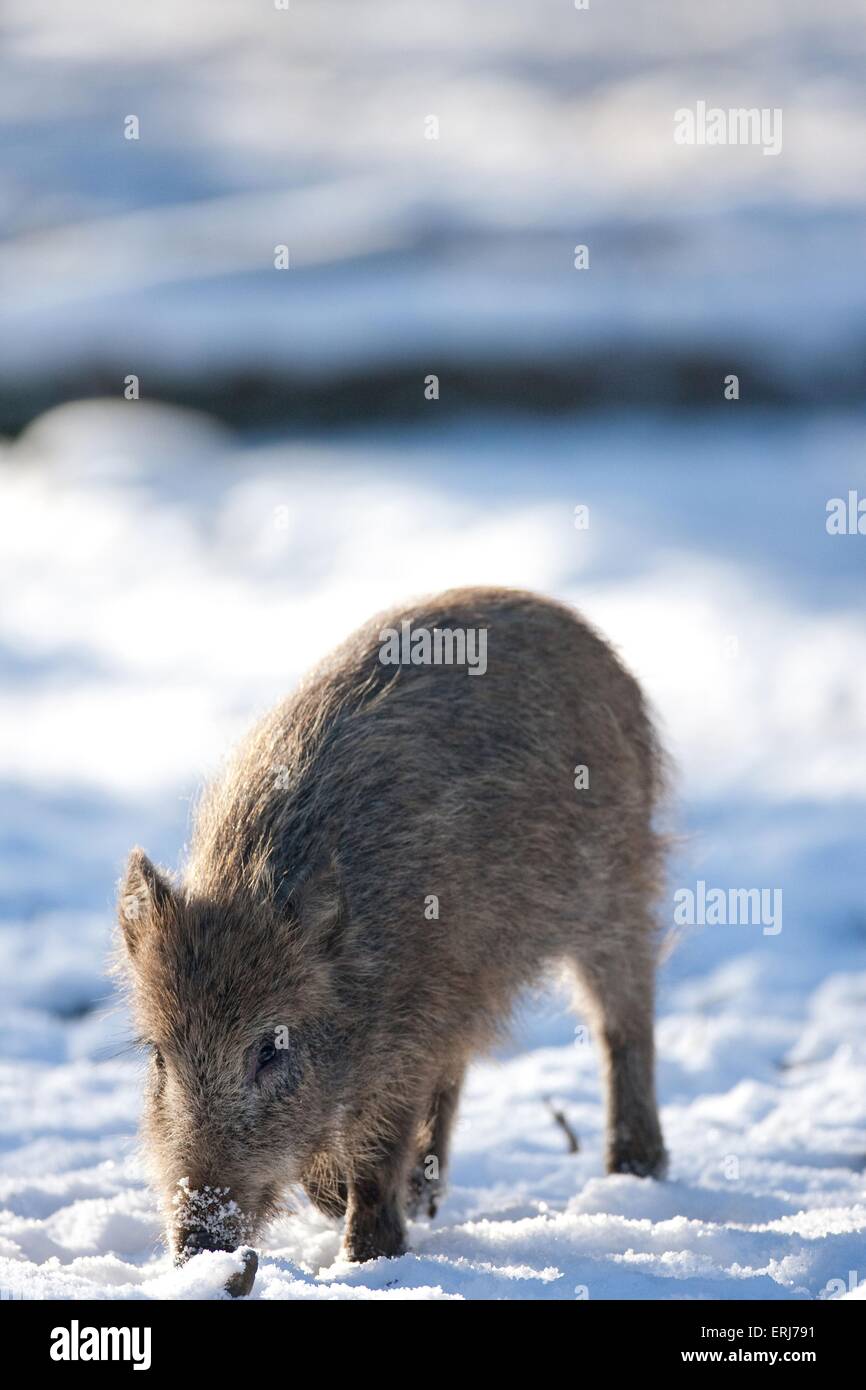 Wildboar behavior snow hi-res stock photography and images - Alamy