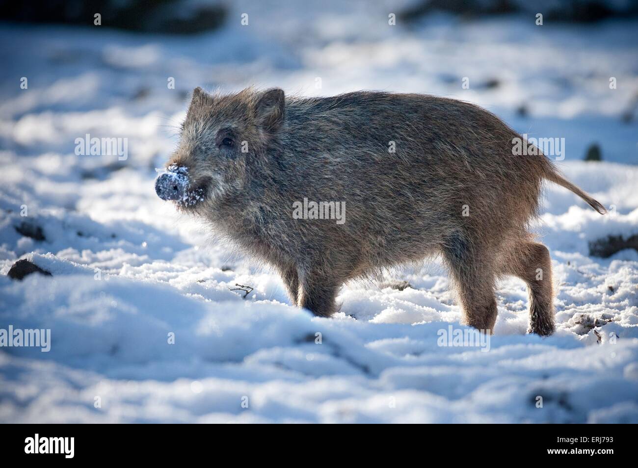 Boar walk hi-res stock photography and images - Alamy