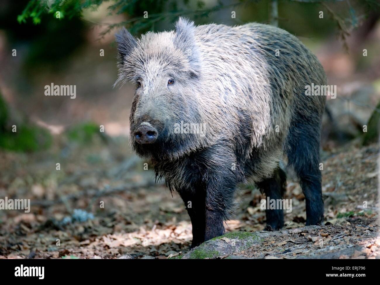 Boar walk hi-res stock photography and images - Alamy