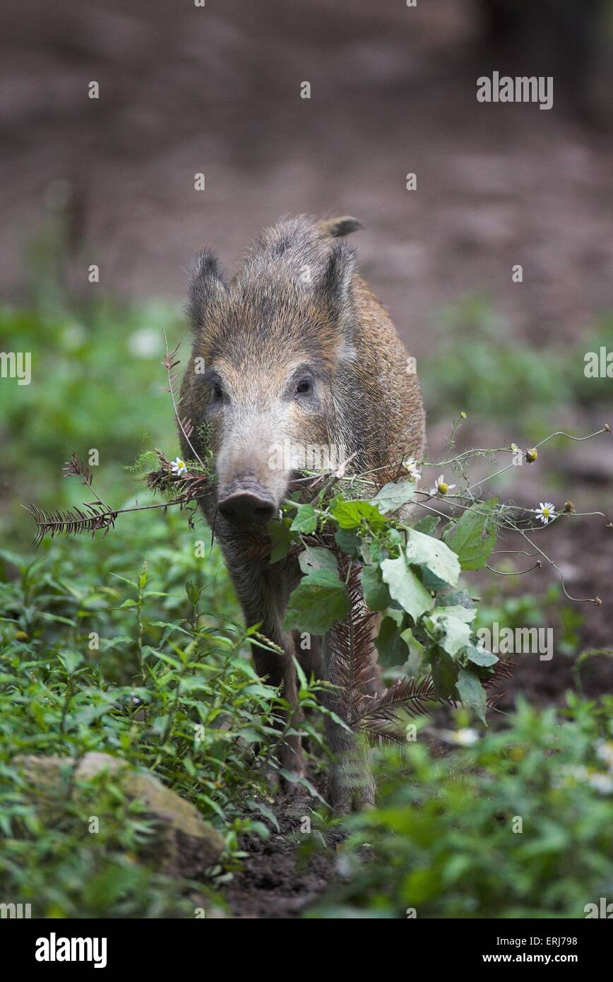 Boars mouth hi-res stock photography and images - Alamy