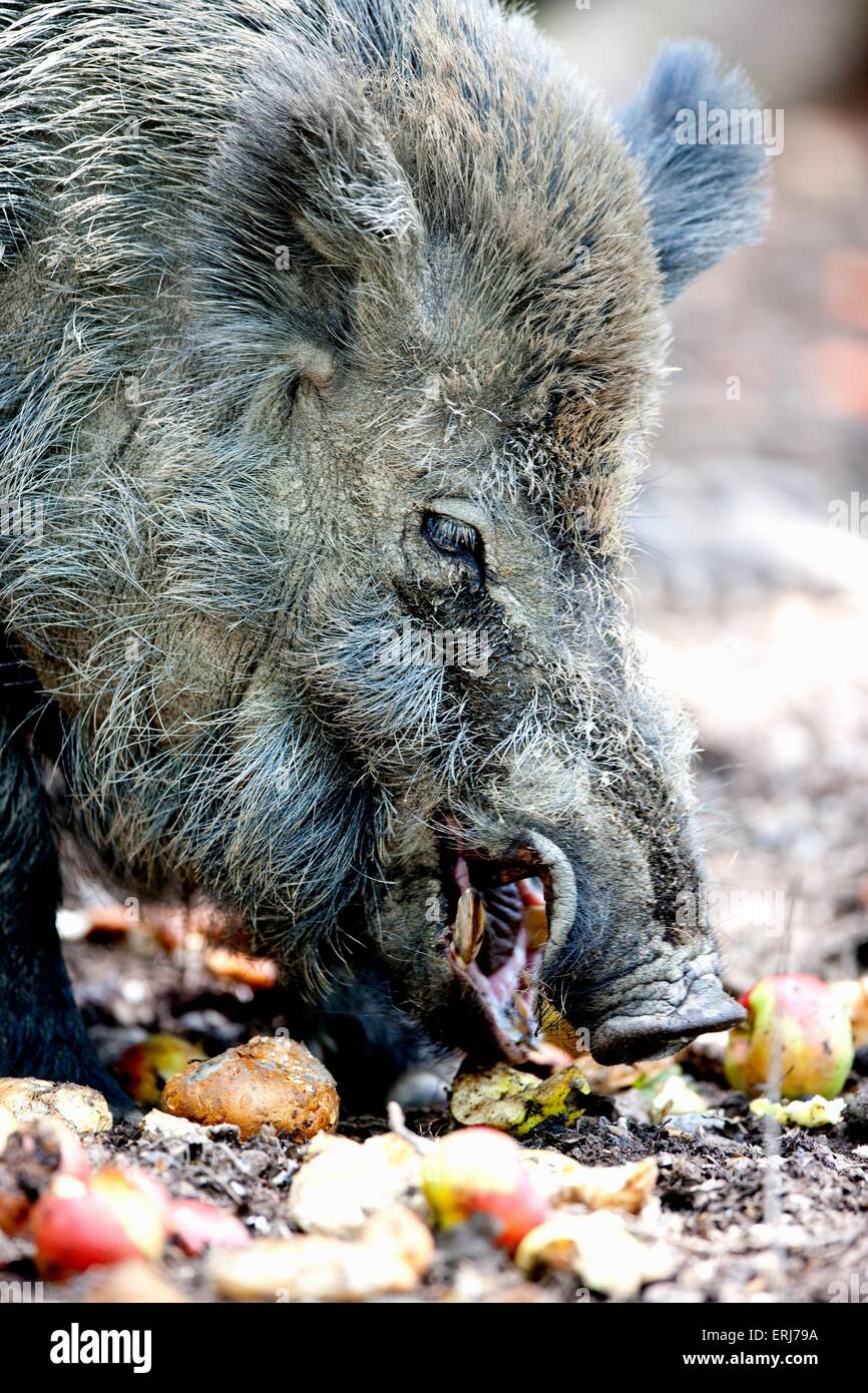 Boar head food hi-res stock photography and images - Alamy