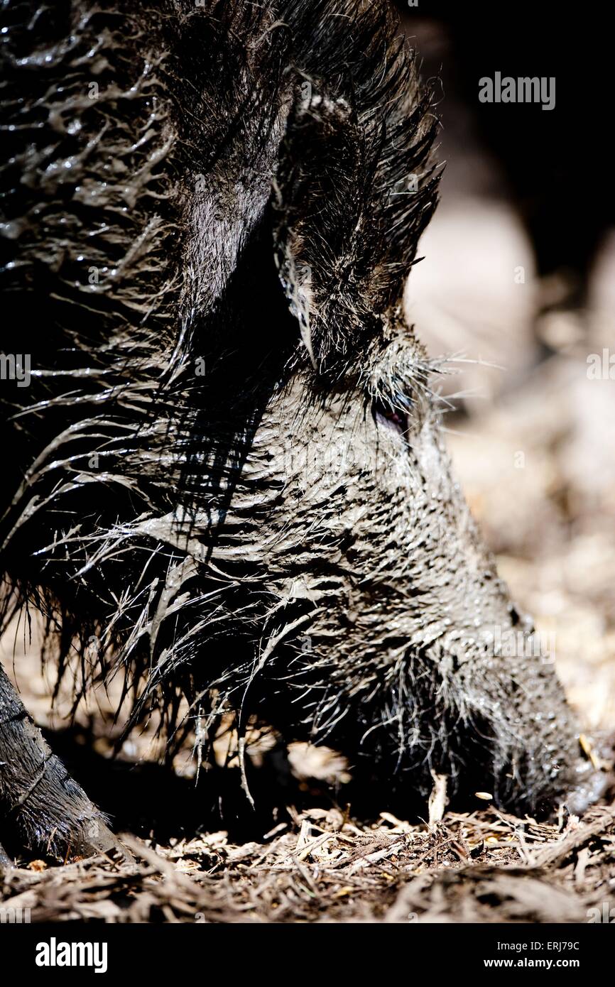 Dirty boars hi-res stock photography and images - Alamy