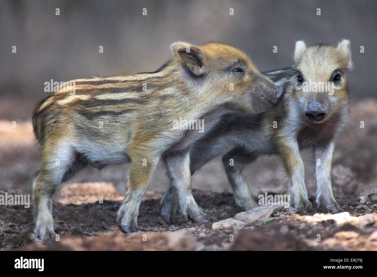 Piglets outdoors hi-res stock photography and images - Alamy