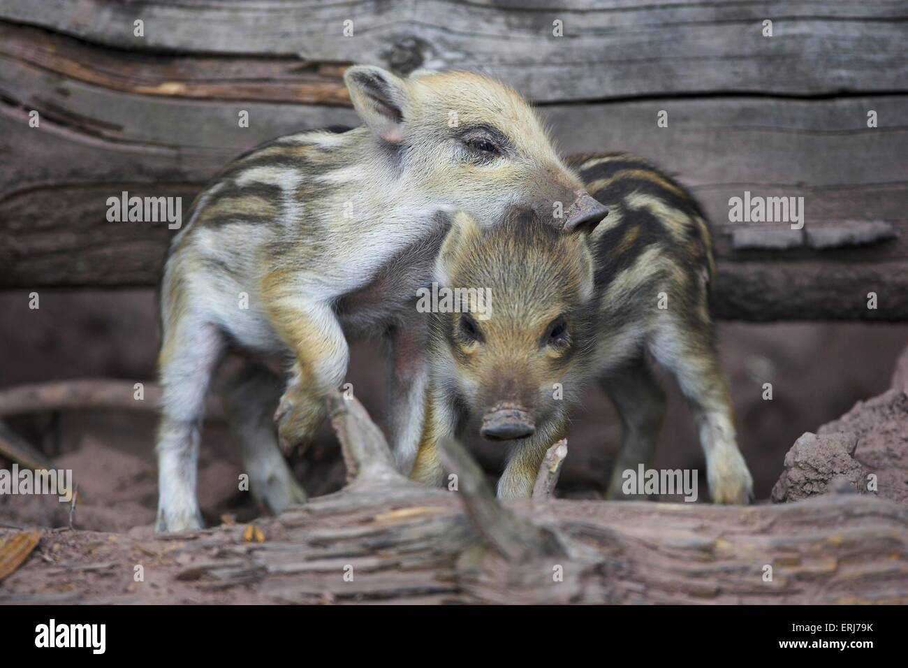 Piglets outdoors hi-res stock photography and images - Alamy