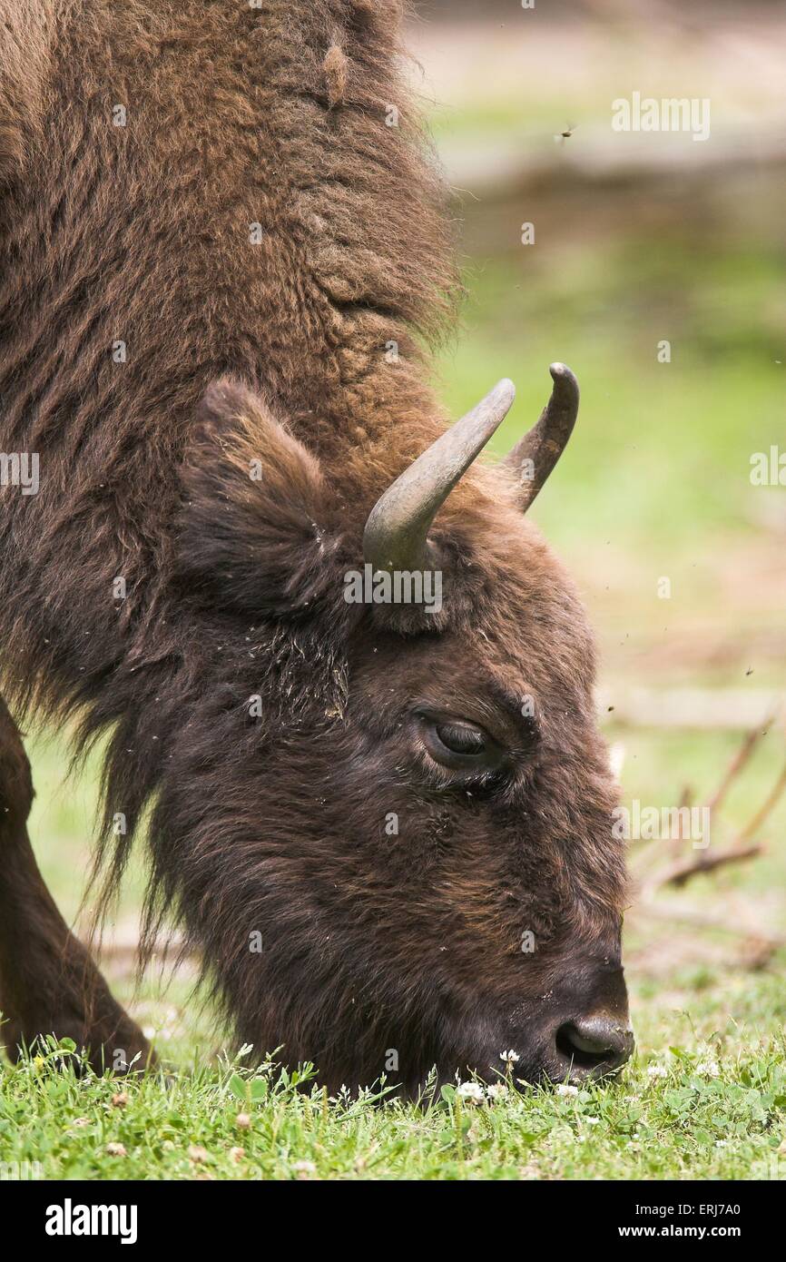 Profile view european bison hi-res stock photography and images - Alamy