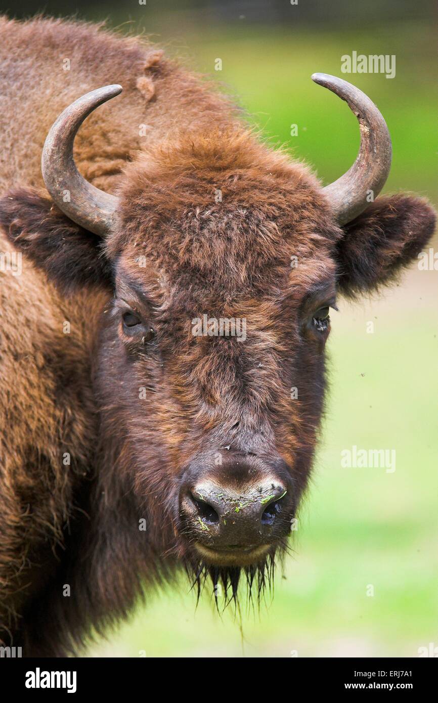 Bison portrait hi-res stock photography and images - Alamy
