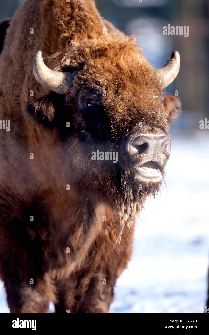 Bison behaviour hi-res stock photography and images - Alamy