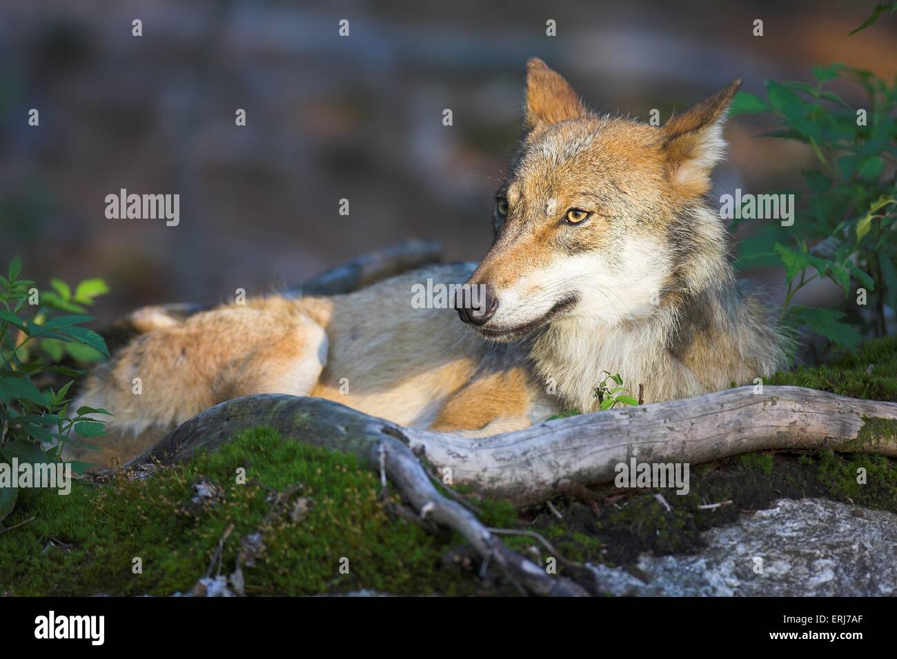 Greywolf greywolves hi-res stock photography and images - Alamy