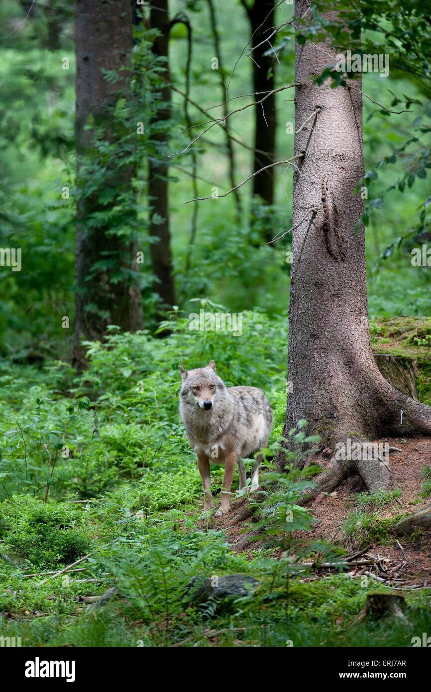 Greywolf greywolves hi-res stock photography and images - Alamy