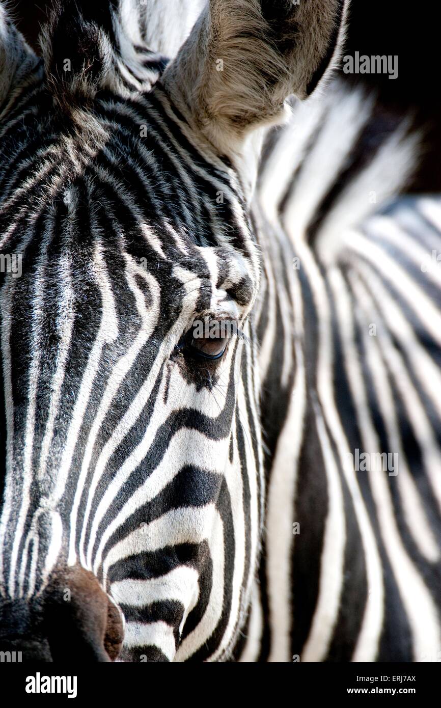 Zebra Face High Resolution Stock Photography and Images - Alamy