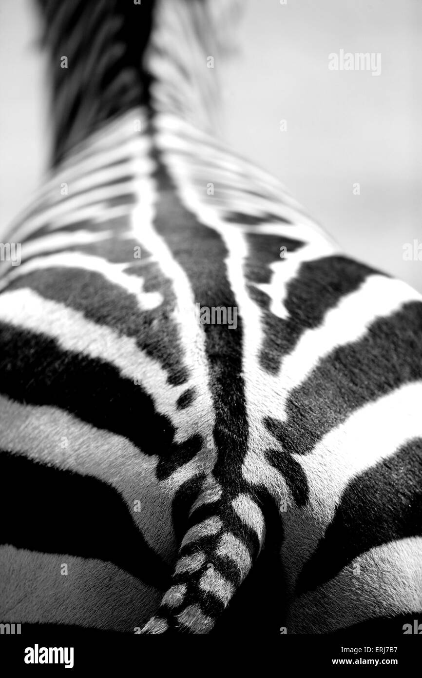 Rear View Zebra High Resolution Stock Photography and Images - Alamy