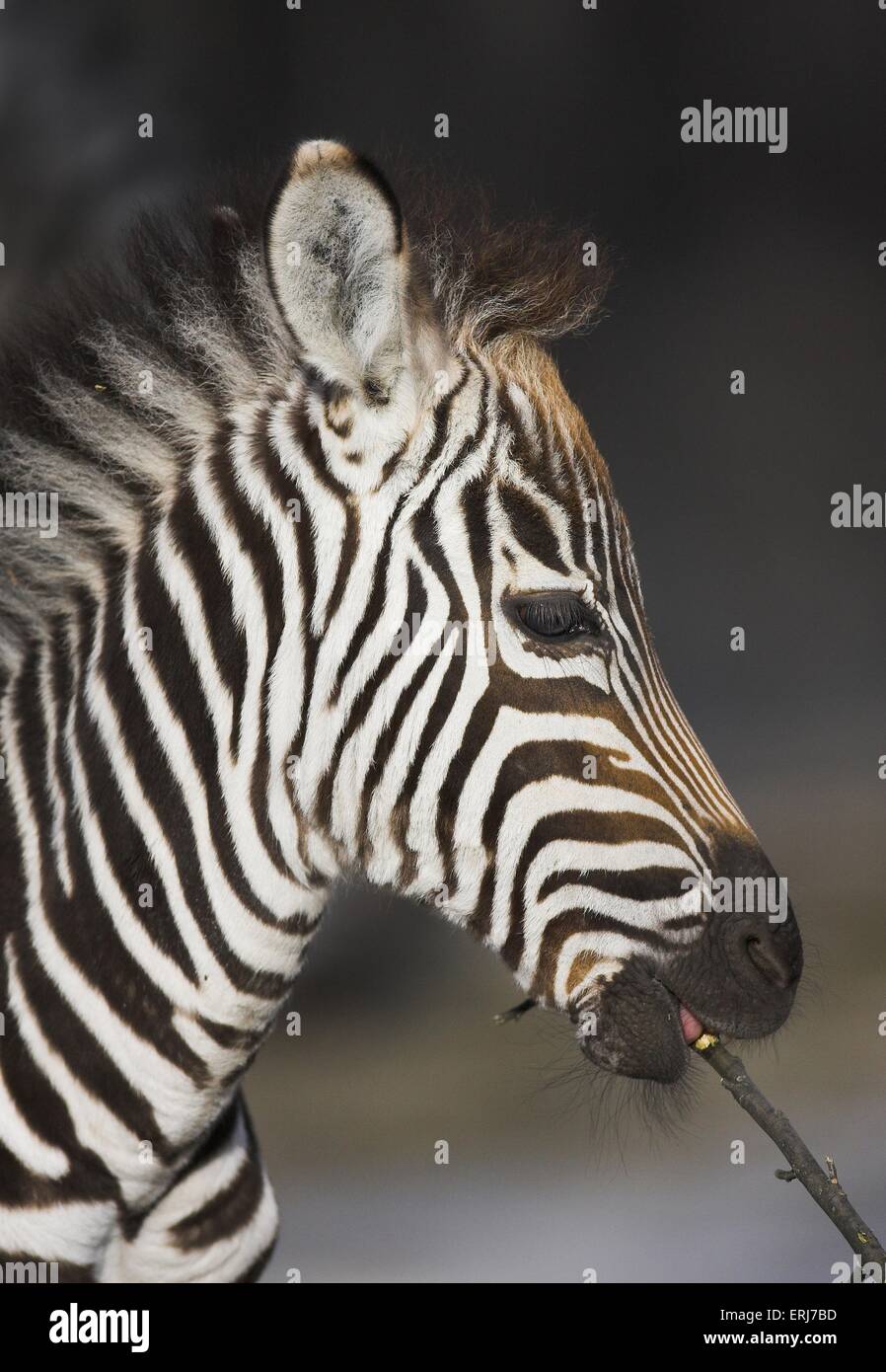 Zebra portraits hi-res stock photography and images - Alamy