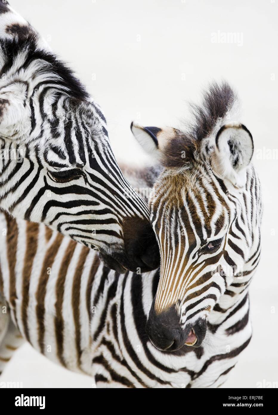 Adult zebra and foal zoo hi-res stock photography and images - Alamy