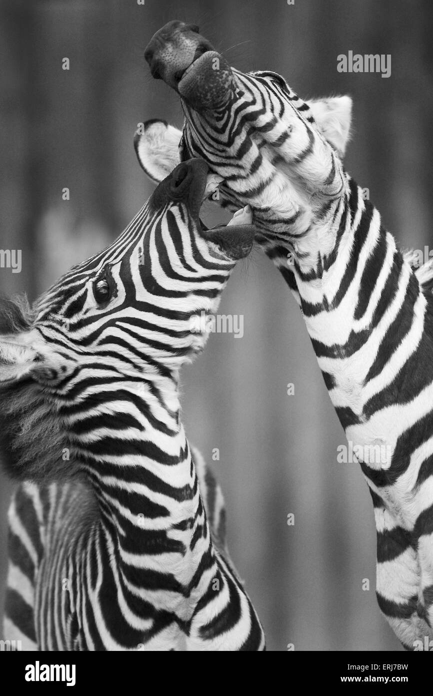 Angry zebras hi-res stock photography and images - Alamy