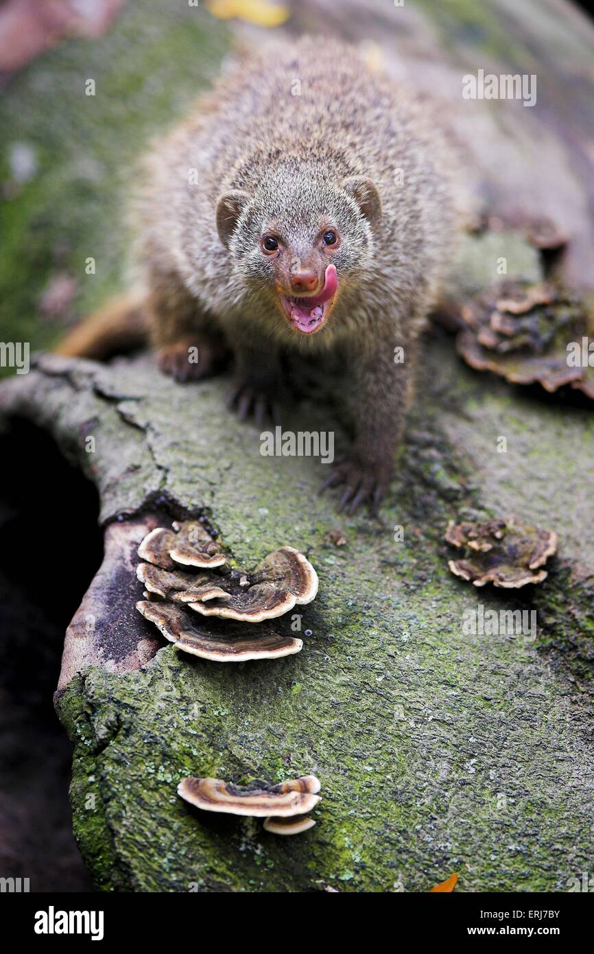 Mongoose eye hi-res stock photography and images - Alamy