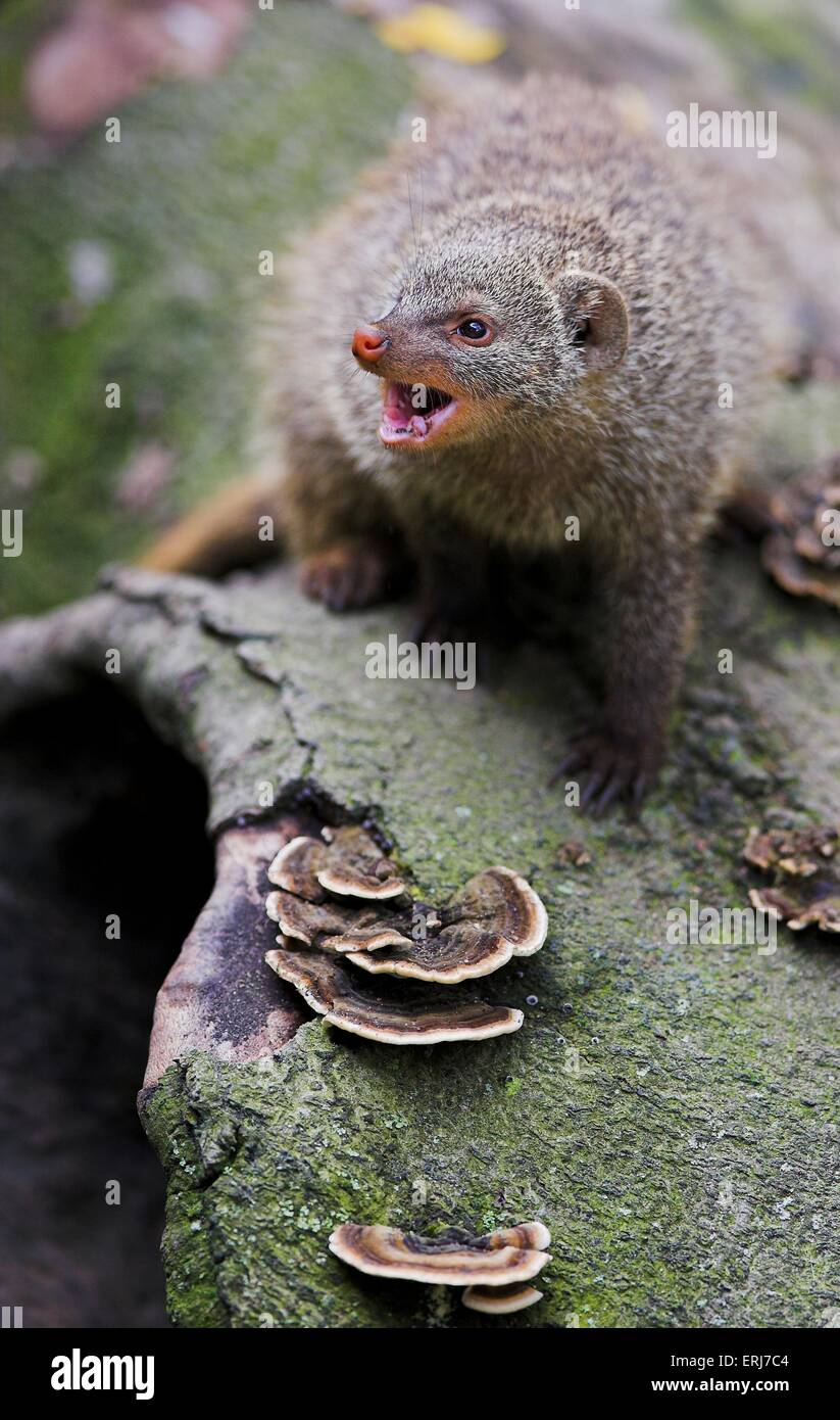 Mongoose tree hi-res stock photography and images - Alamy