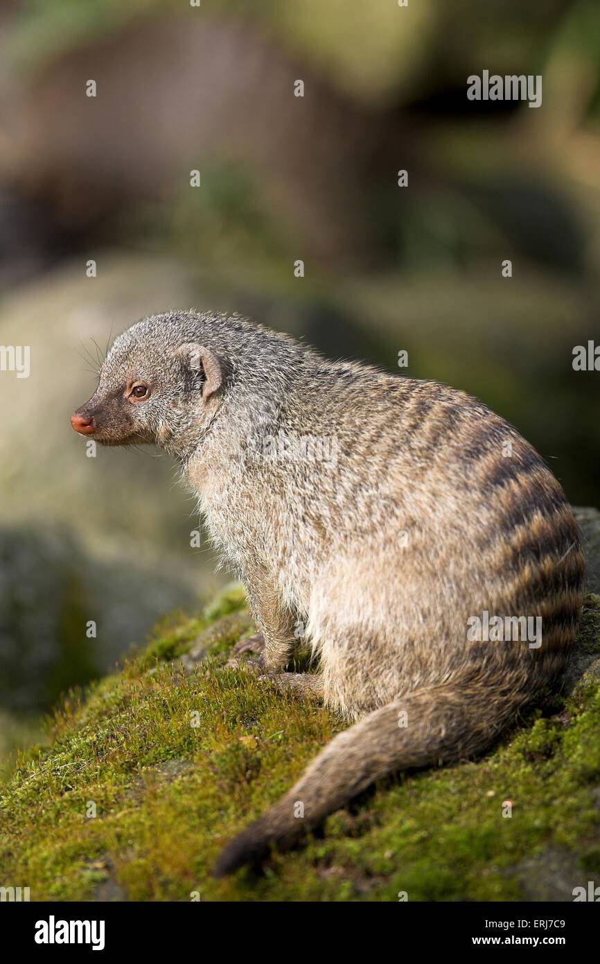 Mongoose view hi-res stock photography and images - Alamy