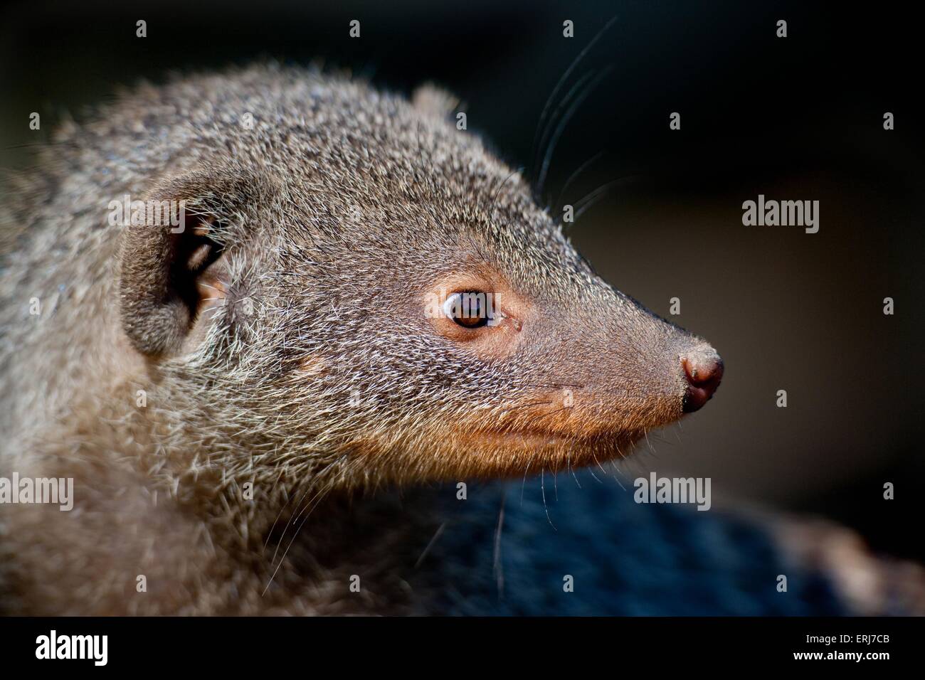 Mongoose profile hi-res stock photography and images - Alamy