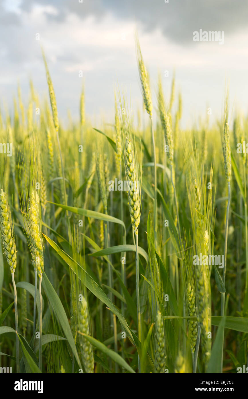 Close up green wheat hi-res stock photography and images - Alamy