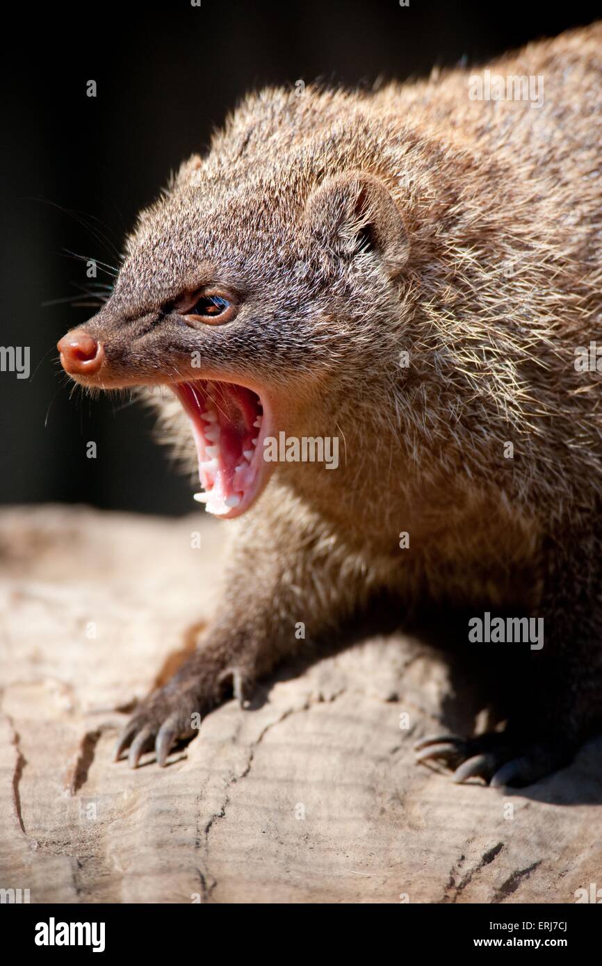 Hissing tree hi-res stock photography and images - Alamy