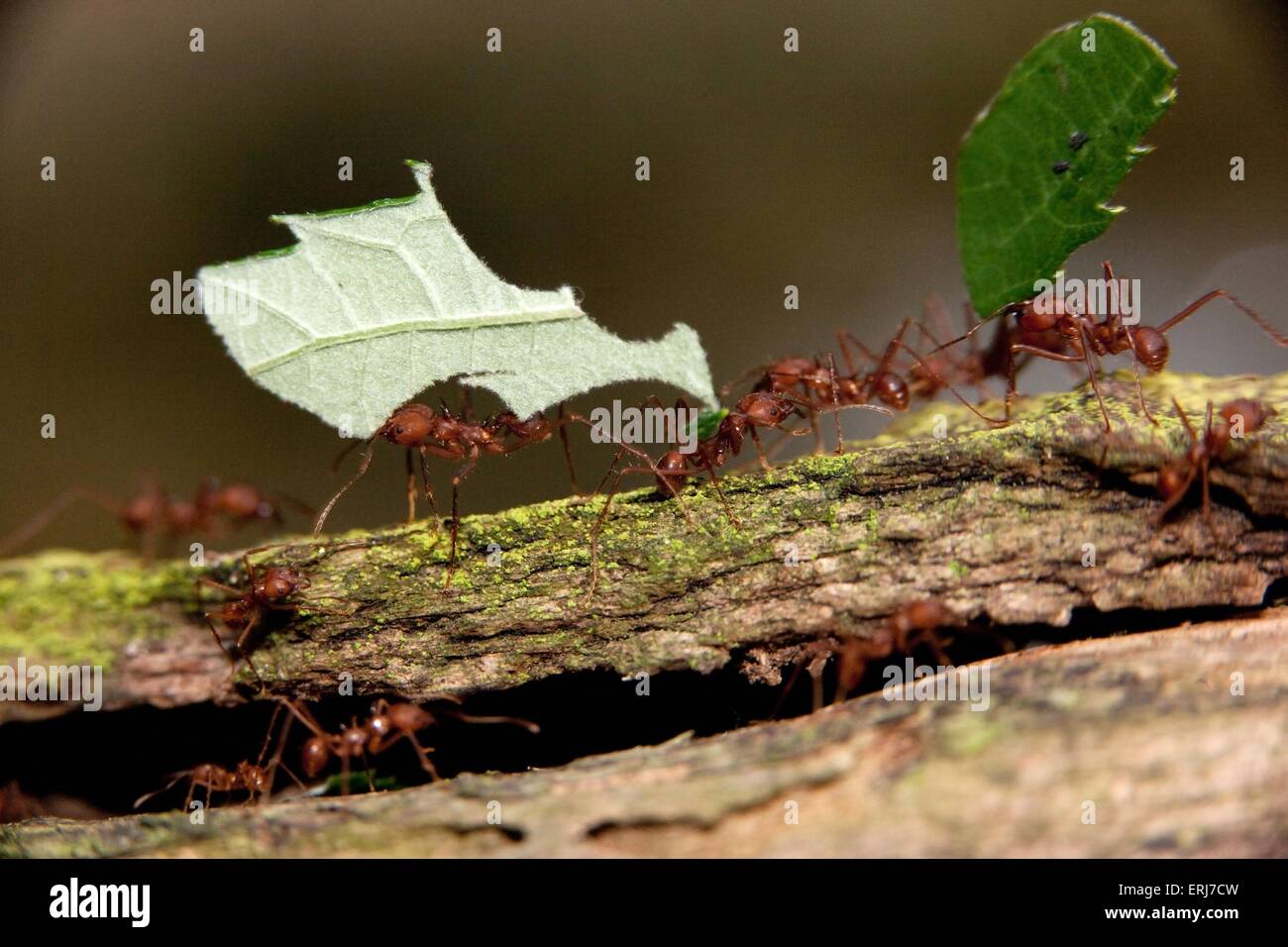 Ants carrying leaves hi-res stock photography and images - Alamy