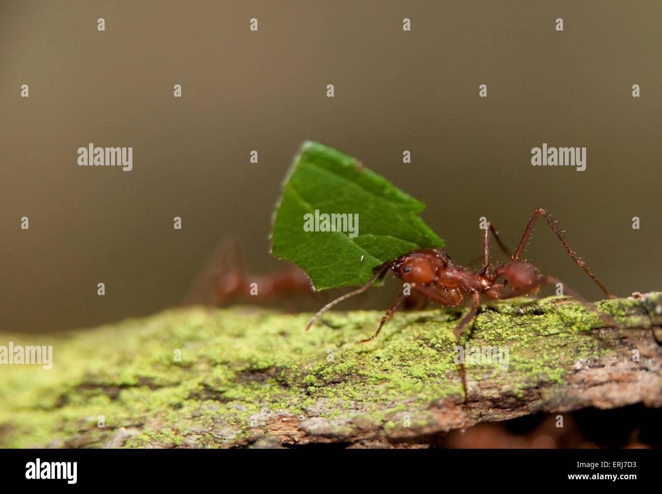 Ant carrying leaf hi-res stock photography and images - Alamy