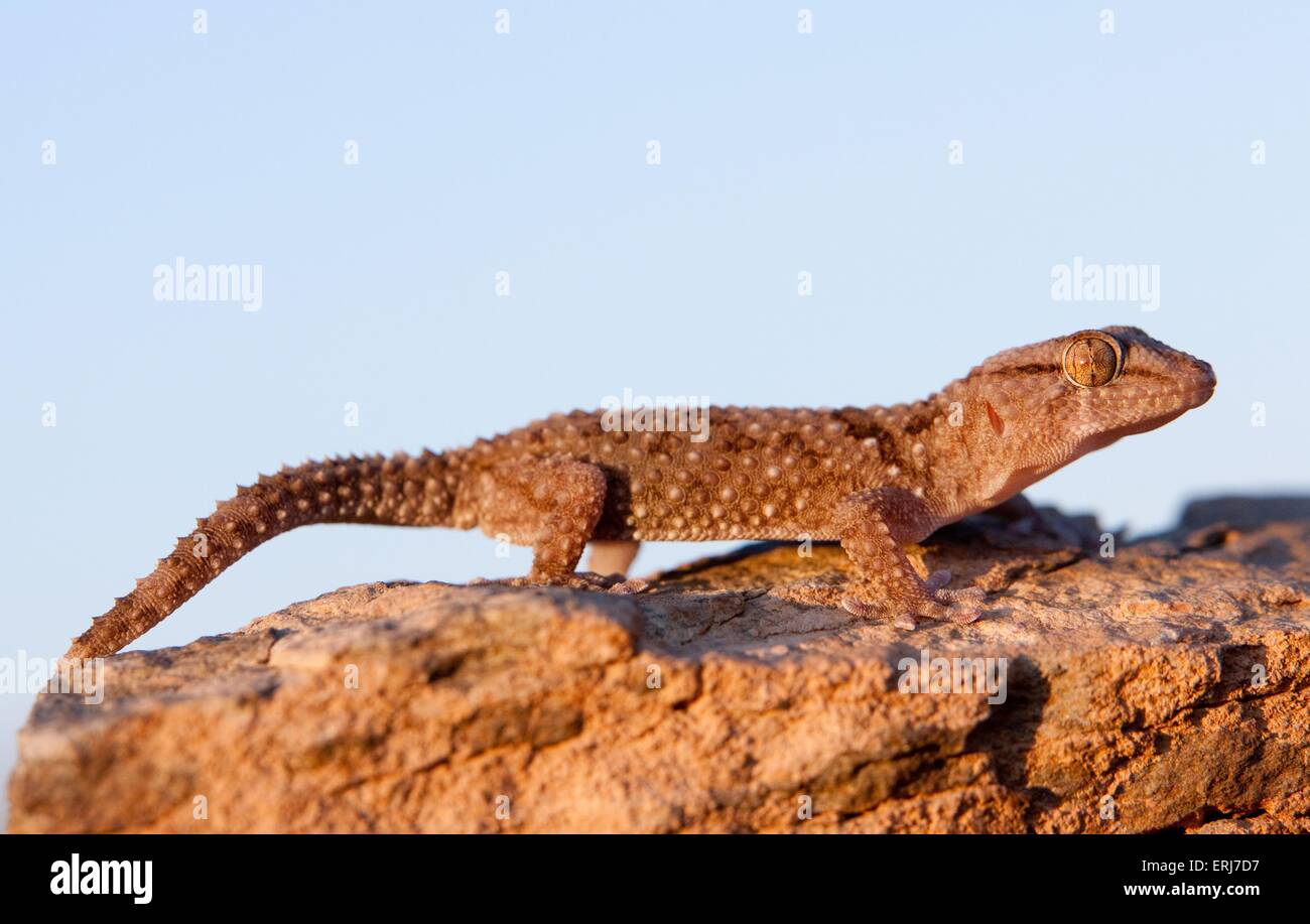 Ground gecko hi-res stock photography and images - Alamy