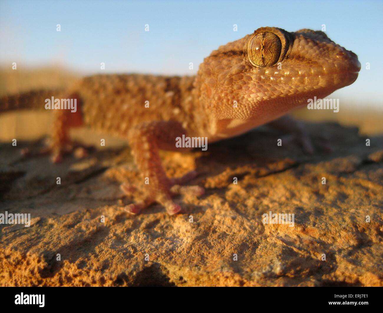 Side view of gecko hi-res stock photography and images - Alamy