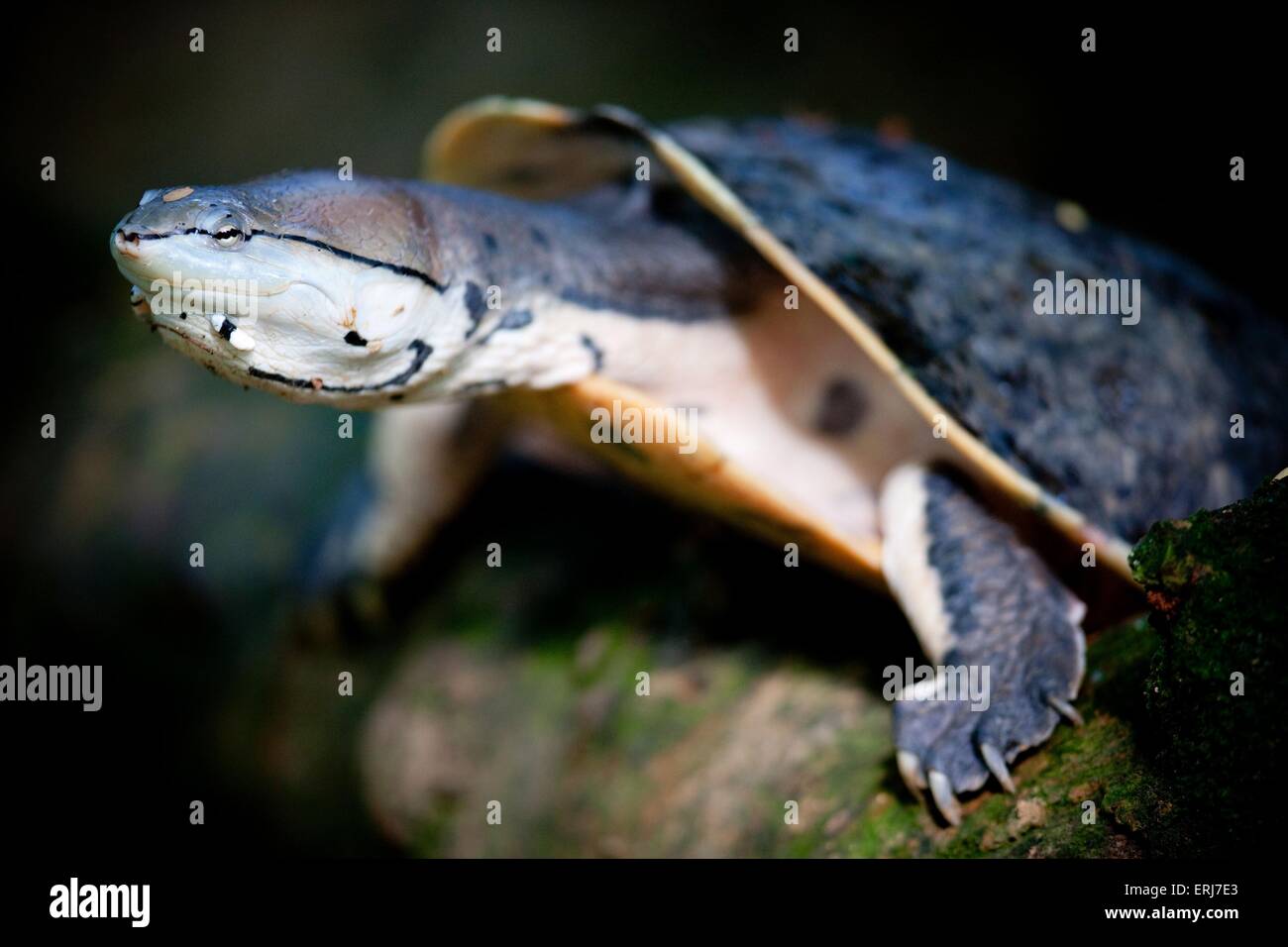 Toad headed turtle hi-res stock photography and images - Alamy