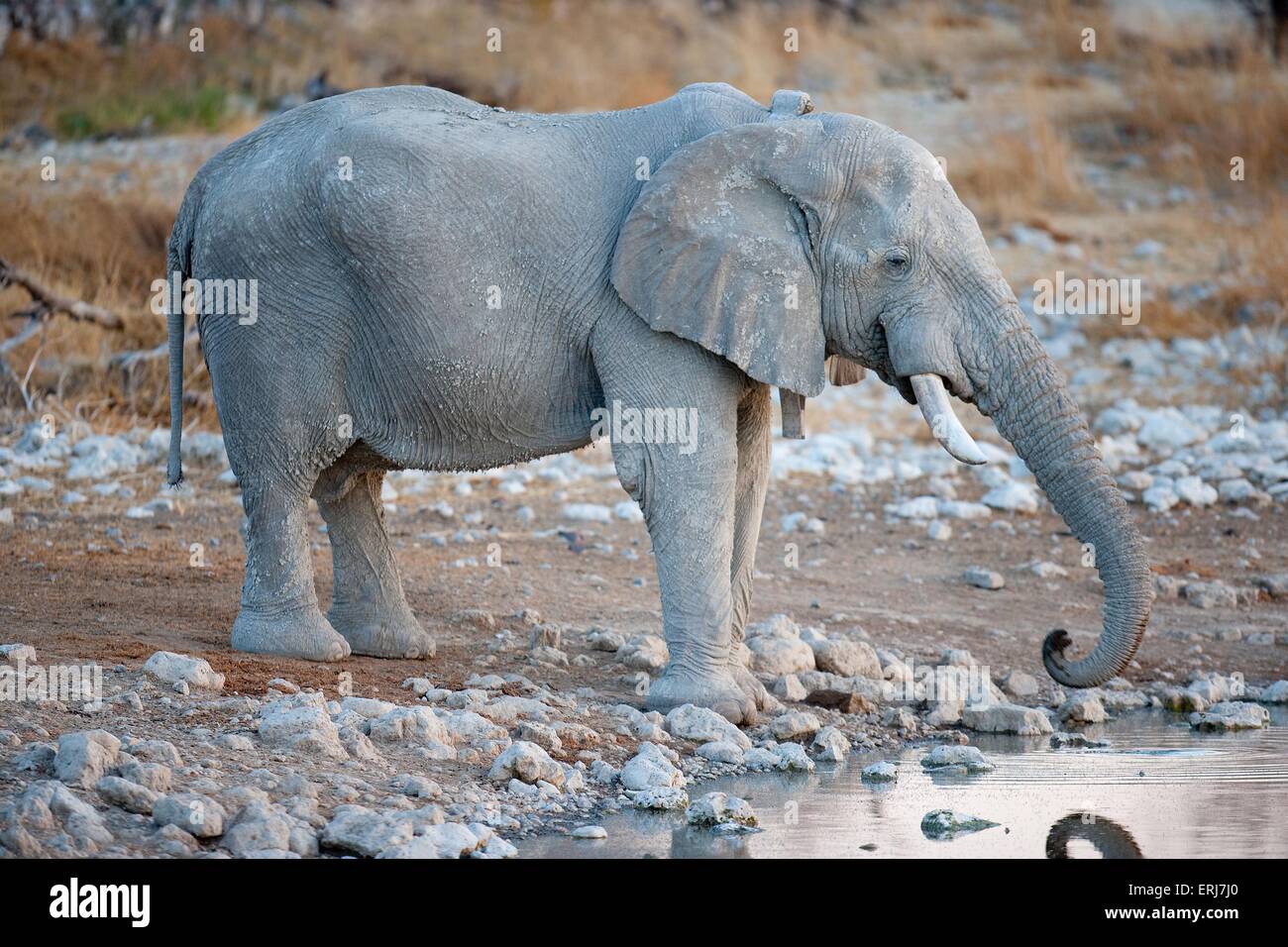 Solo elephant hi-res stock photography and images - Alamy