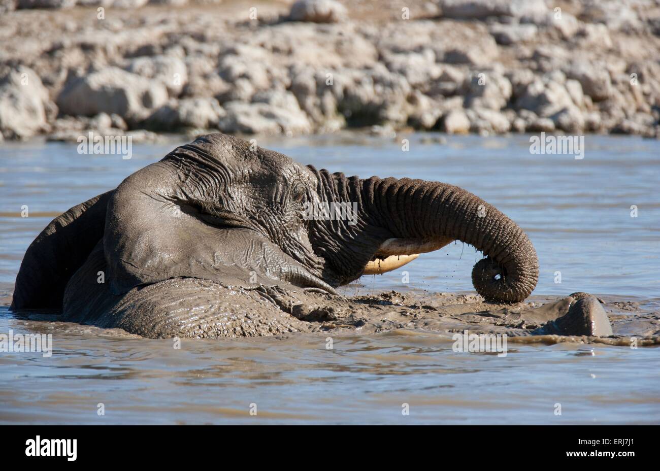 Elephant Swim High Resolution Stock Photography and Images - Alamy