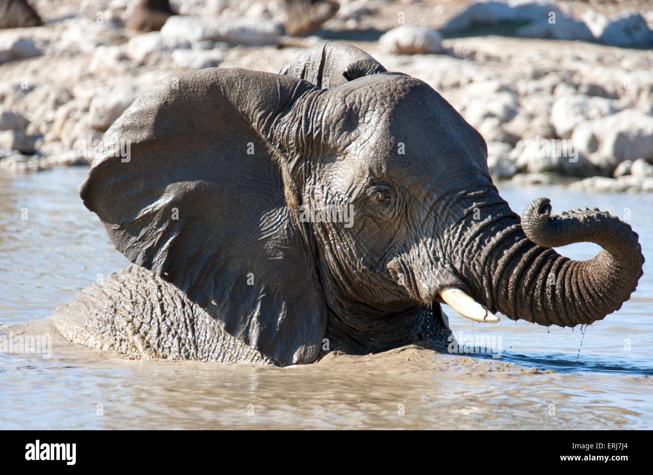 Elephant swim hi-res stock photography and images - Alamy