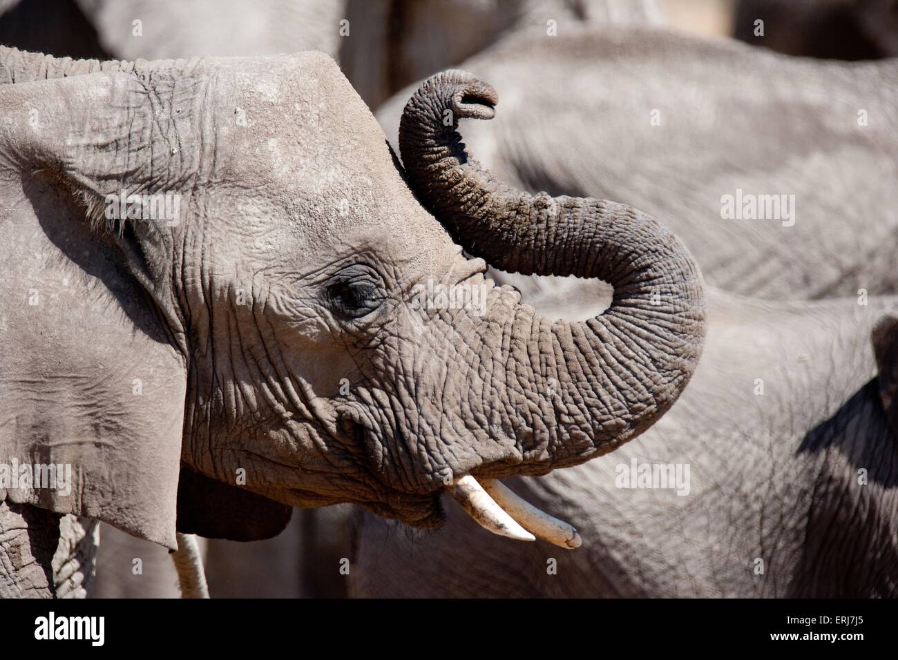 herd of elephants Stock Photo - Alamy