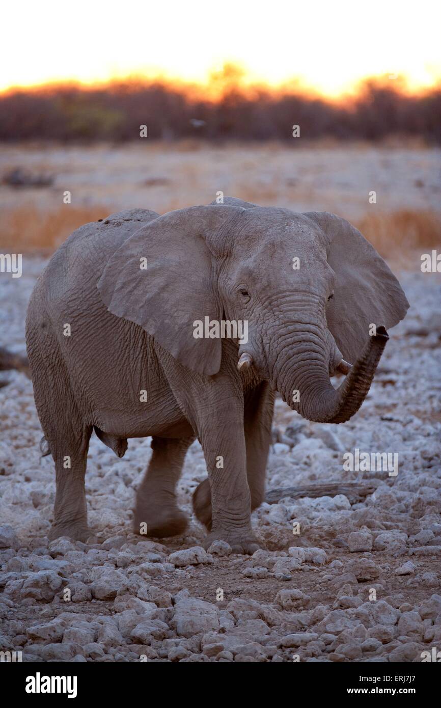 African elephant trunk up hi-res stock photography and images - Alamy