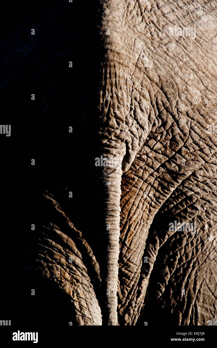 Elephant tails hi-res stock photography and images - Alamy