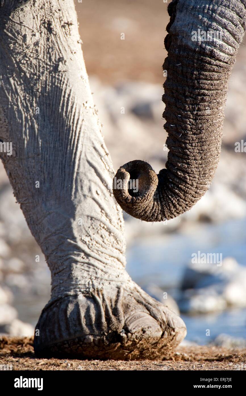 Elephant leg hi-res stock photography and images - Alamy